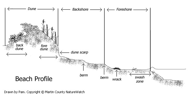 beach anatomy – martin county naturewatch – Cry The Bird