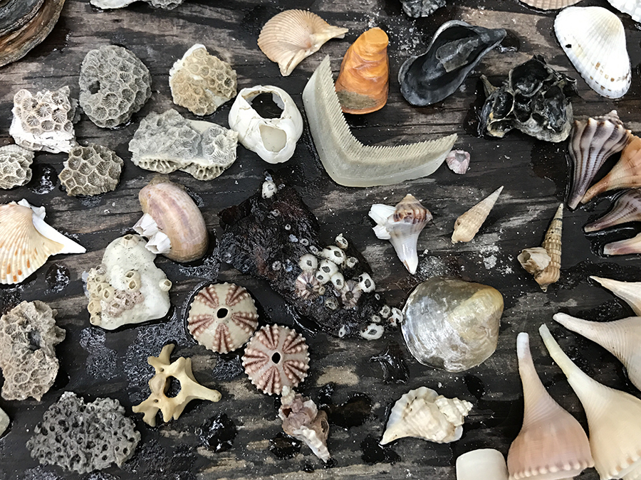 Week 3: Shell Studies in Watercolor – Cry The Bird