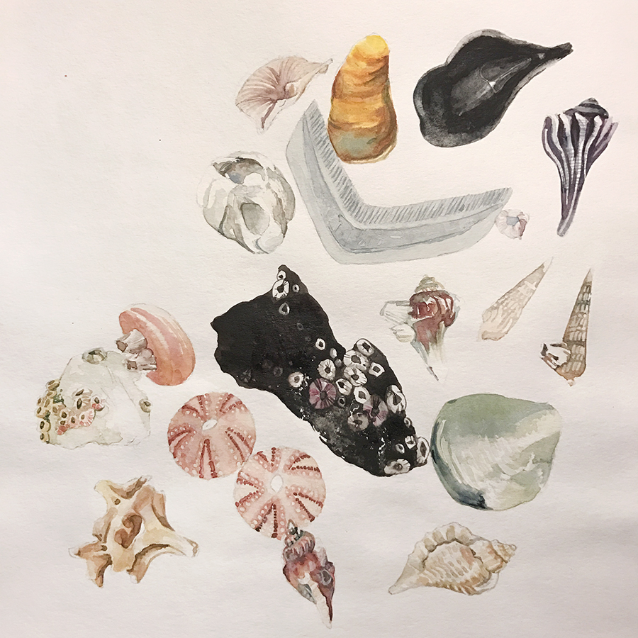 Week 3: Shell Studies in Watercolor – Cry The Bird