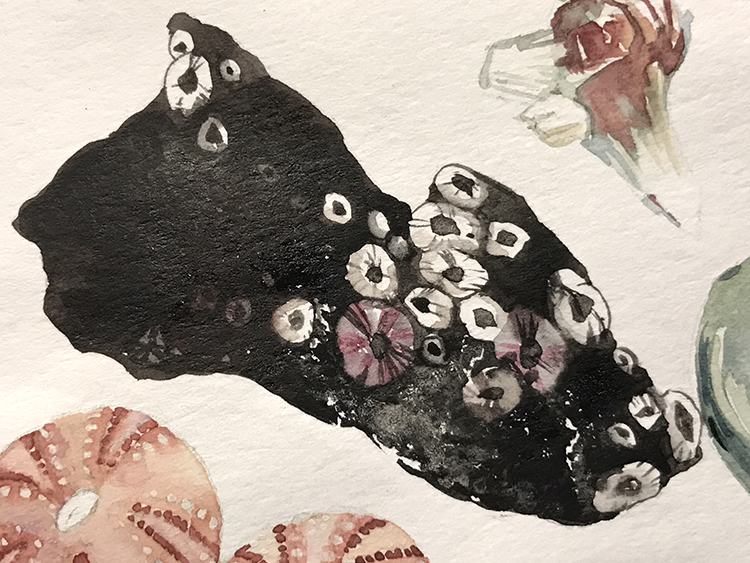 Week 3: Shell Studies in Watercolor – Cry The Bird