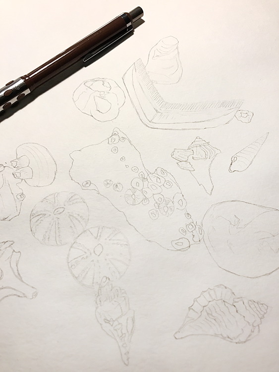 Week 3: Shell Studies in Watercolor – Cry The Bird