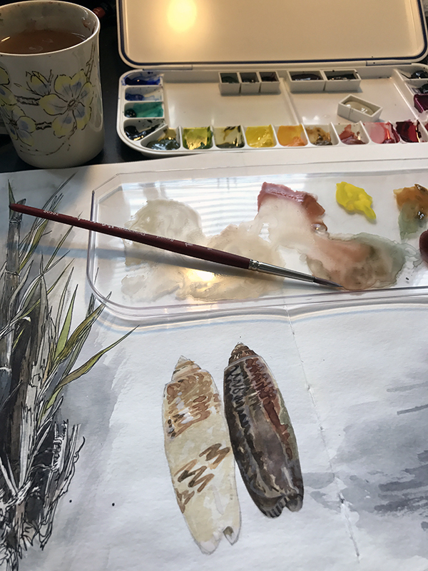 Week 3: Shell Studies in Watercolor – Cry The Bird