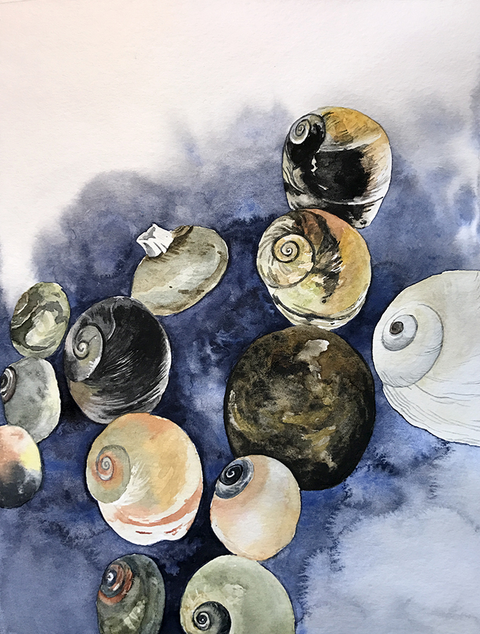 Week 4: Watercolor Shark Eye Snails – Cry The Bird