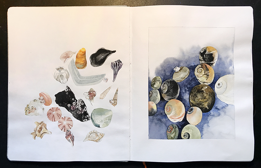 Week 4: Watercolor Shark Eye Snails – Cry The Bird