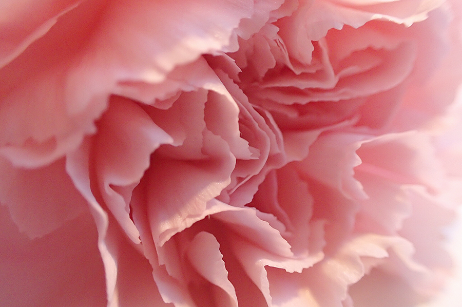 Week 8: Vanitas Still-Lifes with Shells and Flowers – Cry The Bird