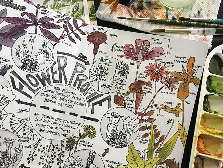 Week 35: Watercolor Botany Identification Chart Illustration – Cry The Bird