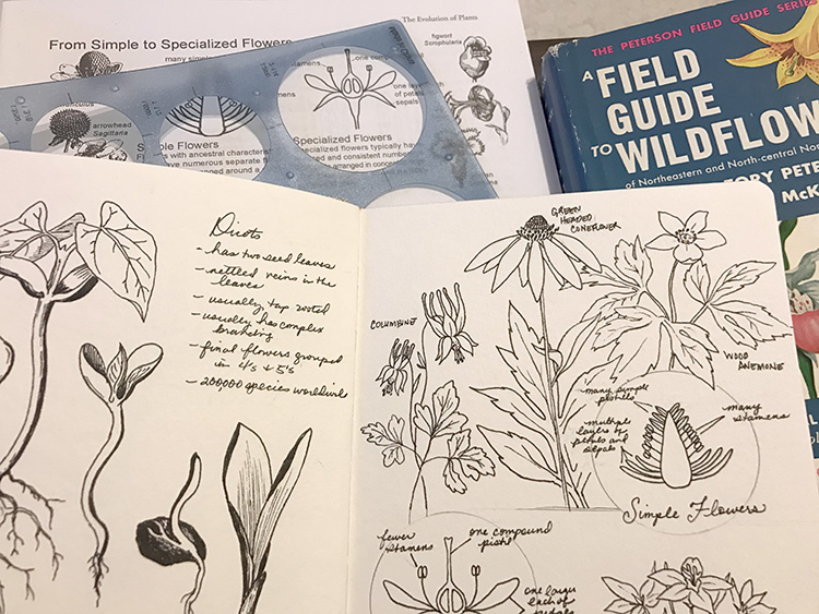 Week 34: Watercolor Botany Studies – Cry The Bird