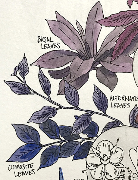 Week 35: Watercolor Botany Identification Chart Illustration – Cry The Bird