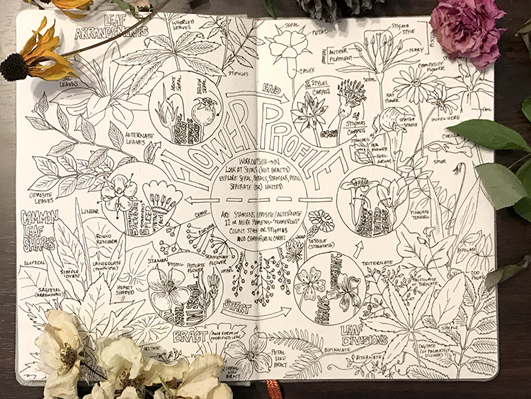 Week 34: Watercolor Botany Studies – Cry The Bird