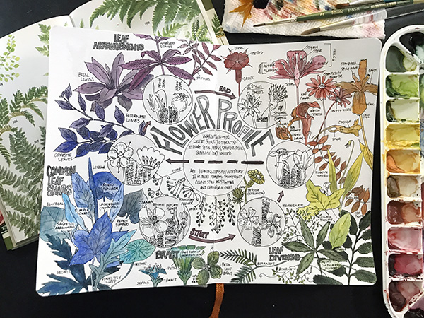 Week 35: Watercolor Botany Identification Chart Illustration – Cry The Bird