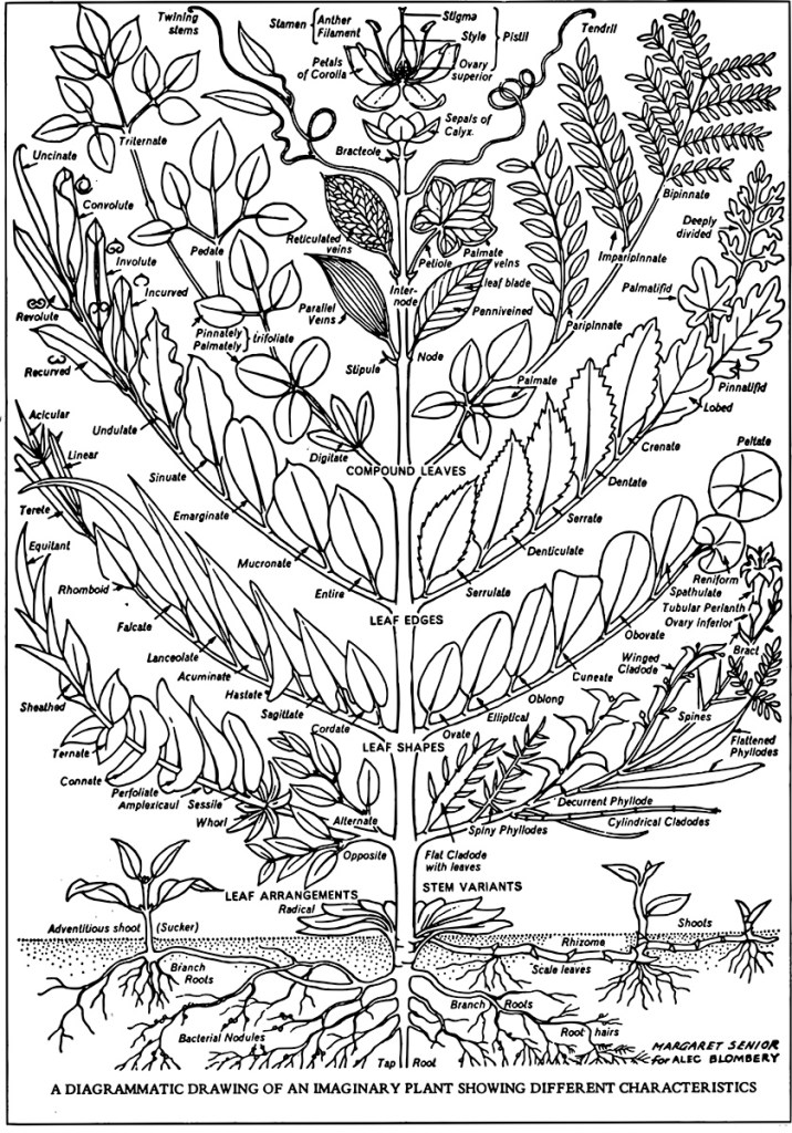 Exploring Leaf Identification with Pen & Ink and Watercolor (Wk 36 ...
